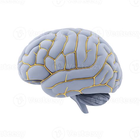 Detailed 3d Rendering Of Human Brain With Highlighted Neural Pathways