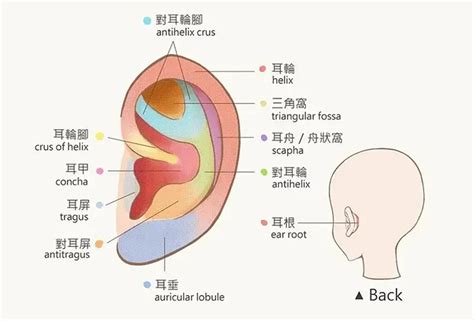 形体结构【耳朵】专项教程 知乎