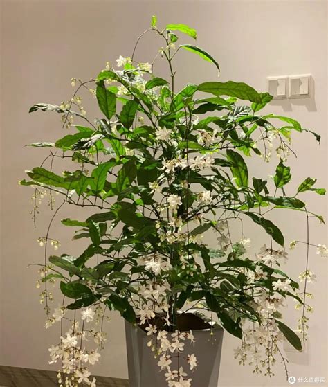 兰州一女子，因 垂丝茉莉客厅”走红，犹如人间仙境，太唯美！鲜花绿植什么值得买