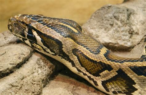 Burmese Python Initiative Sets Up Intermediary Adoption Center For