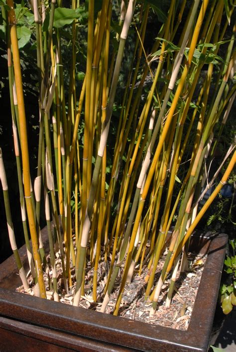 Bambusa Multiplex Chinese Dwarf Bamboo Clumping Bamboo Hedge Bamboo
