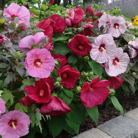 National Plant Network Multicolor Hibiscus Plant In 3 Pack Bareroot