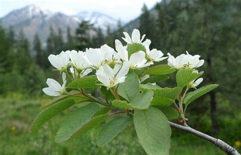 12 Best Native Plants For Western Washington Wikilawn