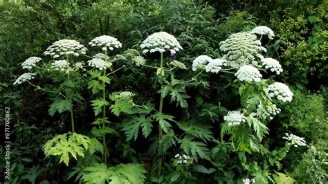 Giant Hogweed Heracleum Mantegazzianum On A Roadside Verge Of The Uk