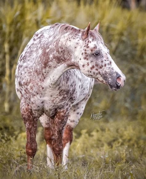 A Field Guide To Appaloosa Coat Patterns Artofit