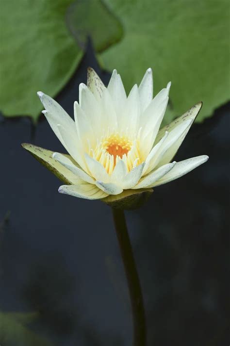 Yellow Lotus Stock Image Image Of Petal Garden Botanical 83330731