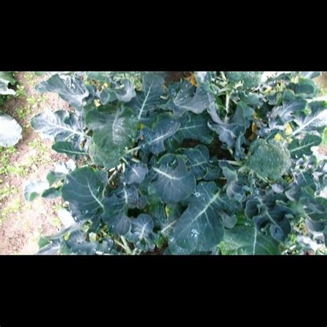 Broccoli Data Object Detection Model By Broccolitest