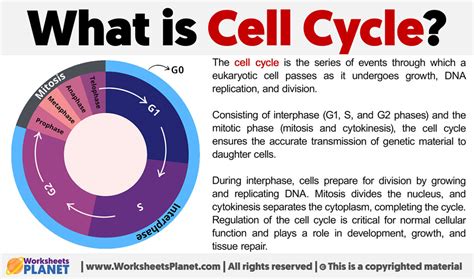 What Is Cell Cycle Definition Of Cell Cycle