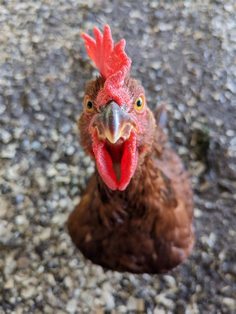 Rooster Selfie R Pics