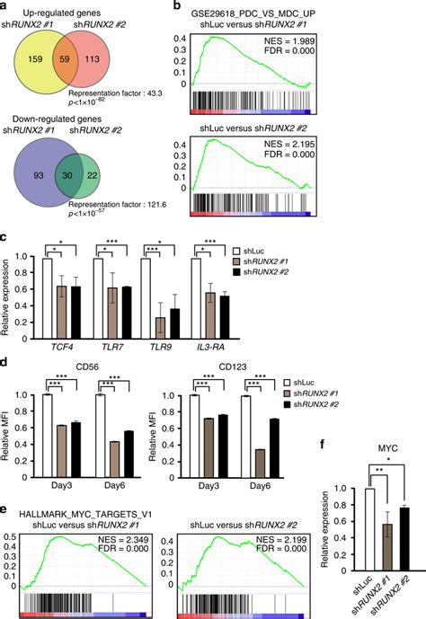 runx2 functions as a lineage specific transcription factor in bpdcn a