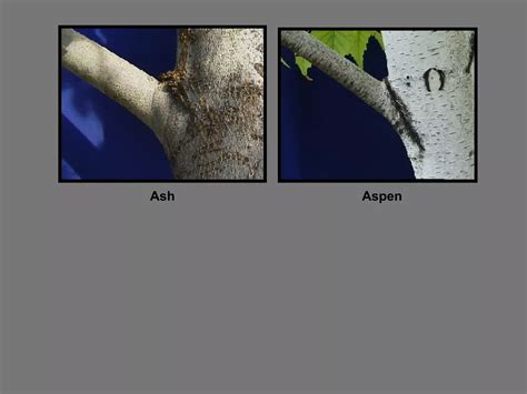 4a Basic Pruning Cuts And Codit Ppt