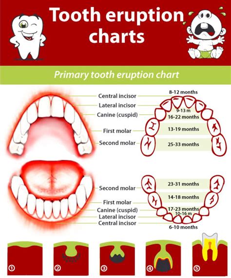 Primary And Permanent Teeth Eruption Chart Mybetterdentists