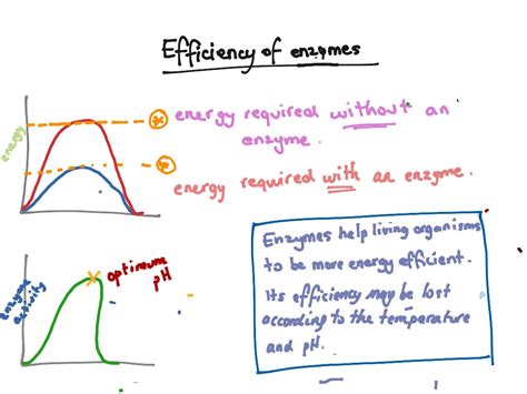 Efficiency Of Enzymes Science Biology Showme