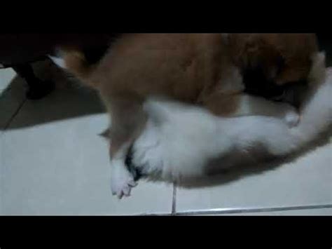 Puppies Suck Penis Each Others Youtube