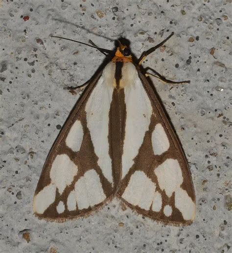 37 Common Black And White Moths Pictures And Identification