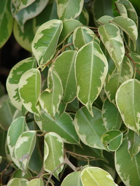 8 Plantas Verdes De Interior