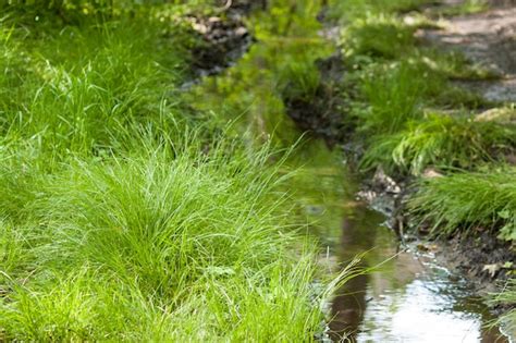Premium Photo Narrow Stream Going Through A Grass Field