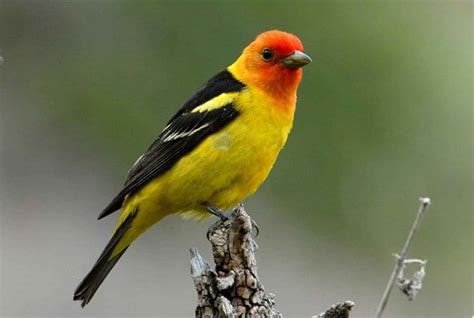 The Wildlife Of Sequoia National Park Animals Network