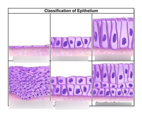 Anatomy And Physiology Tissues Diagram Quizlet