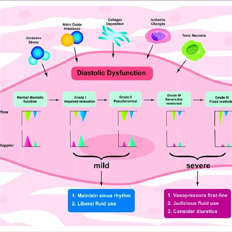 Underlying Causes Of Diastolic Dysfunction And Its Perioperative