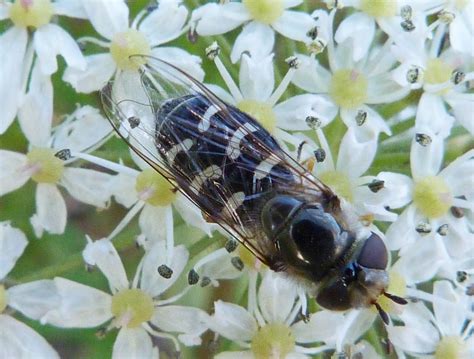 Insects Of Scotland Hoverflies