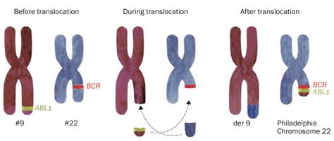 What Is Cml Cml Support