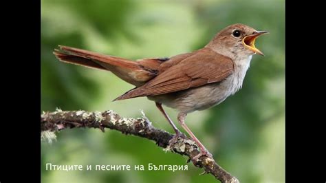 Птиците и песните на България Youtube