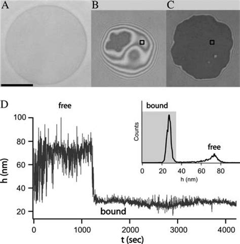 Antagonist Induced Deadhesion Of Specifically Adhered Vesicles