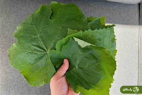 خواص برگ مو چیست؟ بخوانید تا راز علاقه گذشتگان را به برگ انگور بدانید