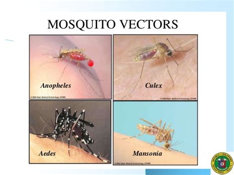 Dengue Vector At Collection Of Dengue Vector Free For Personal Use