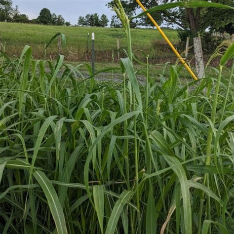 Control Of Johnson Grass At Maddison Chidley Blog
