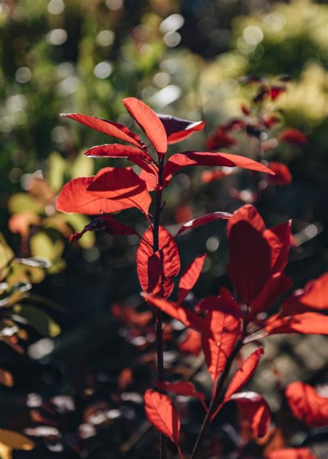 Cotinus Grace Plants Burford Garden Co