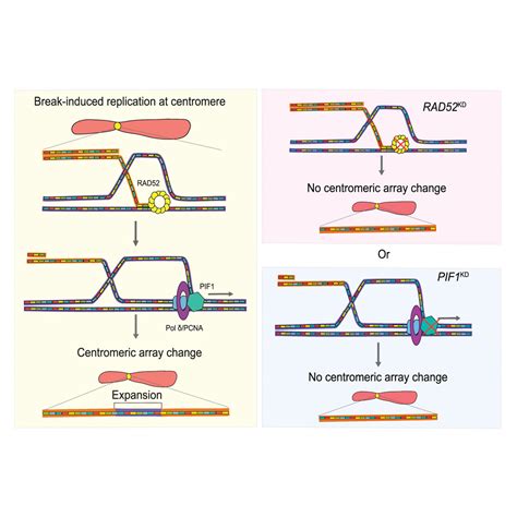 Expansion Of Human Centromeric Arrays In Cells Undergoing Break Induced Replication Cell Reports