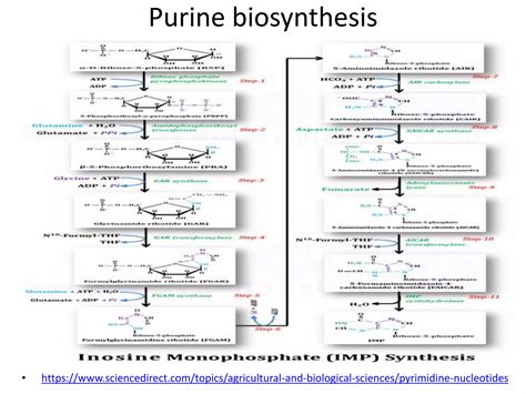 Biosynthesis Of Purine And Pyrimidine Pptx