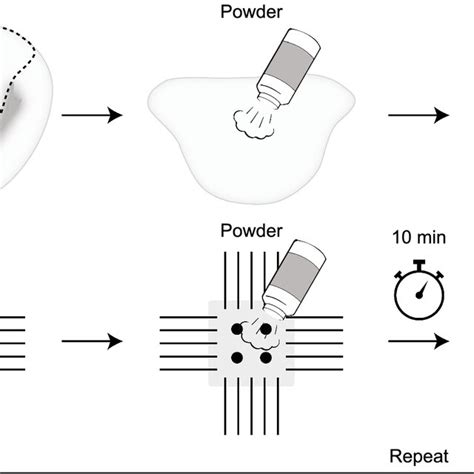Experimental Overview A We Excised The Anterior Leaflet Of An Ovine