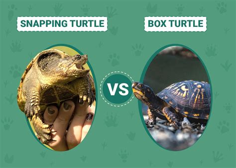 Snapping Turtle Vs Box Turtle Key Differences With Pictures Pangovet