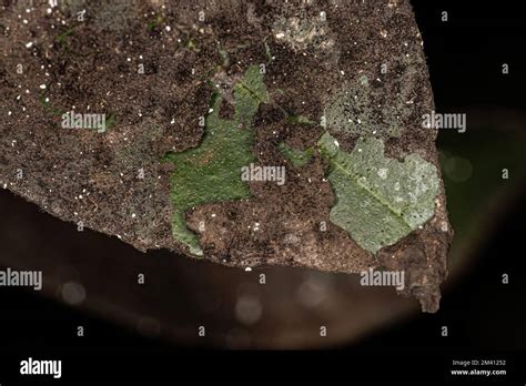 Black Sooty Mold Of The Genus Capnodium On A Rangpur Fruit Tree Of The