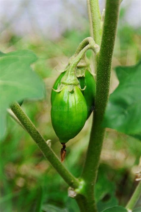 Solanum Gilo Growing In The Vegetable Garden Stock Image Image Of