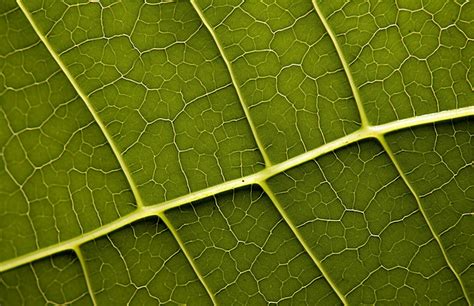 Green Leaf Clip Art Green Leaf Background Leaf Lucky Indoor