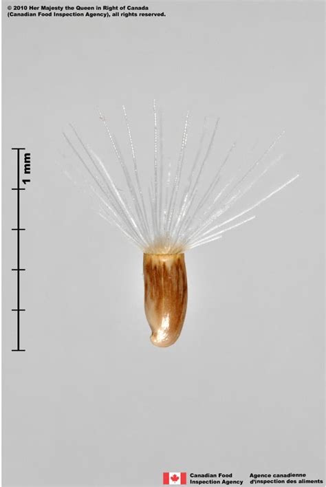 Centaurea Solstitialis L Idseed