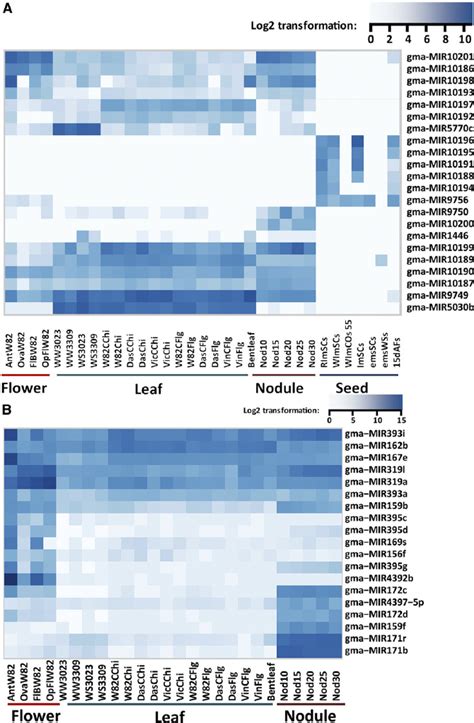 Expression Pro Fi Ling Of Novel And Tissue Preferential Mirnas
