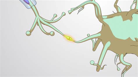Neurons Synaptic Signaling And Neurotransmitters Concept Biology JoVe