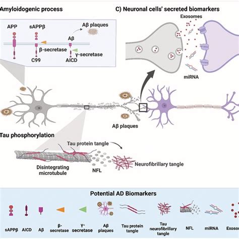 A Schematic Showing The Major Biomarkers Of Ad And Various