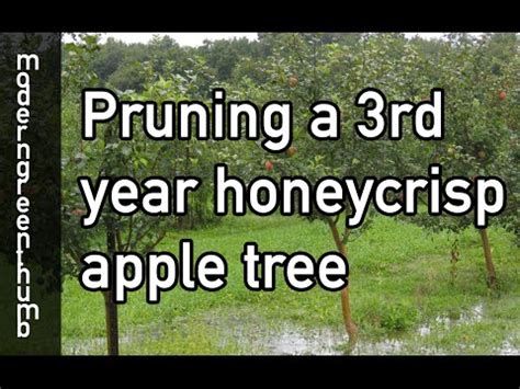 How To Trim A Honeycrisp Apple Tree