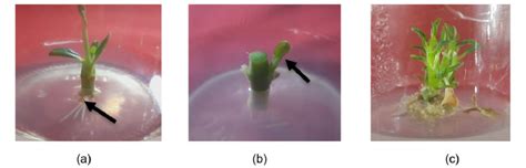 The Growth Of Crown Flower Explants In Vitro A Root Emergence B