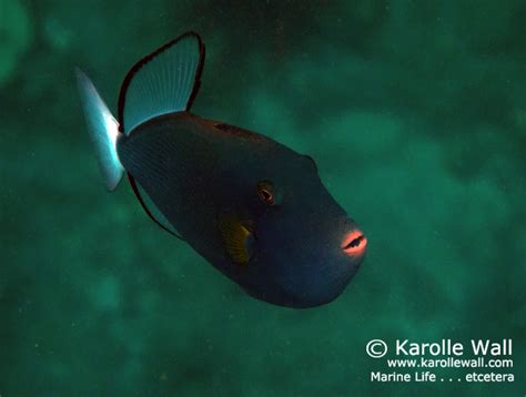 ‘Āhihi Kīnau Triggerfish Marine Life Et Cetera