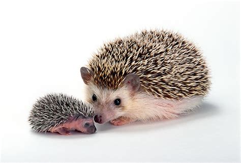 Hedgehog Breeds