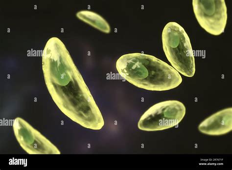 Toxoplasma Gondii Illustration T Gondii Is A Species Of Parasitic