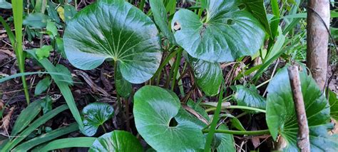 Ligularia Reniformis Maryflower