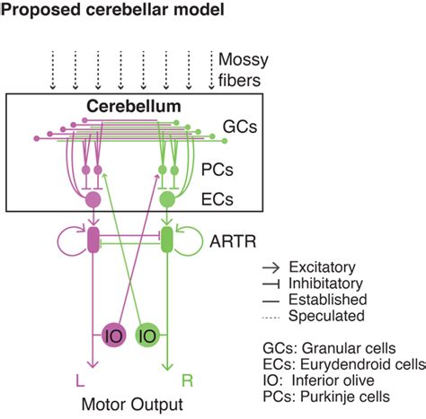 Neuronal Basis Of Decision Making At The Single Trial Level Vaziri Lab